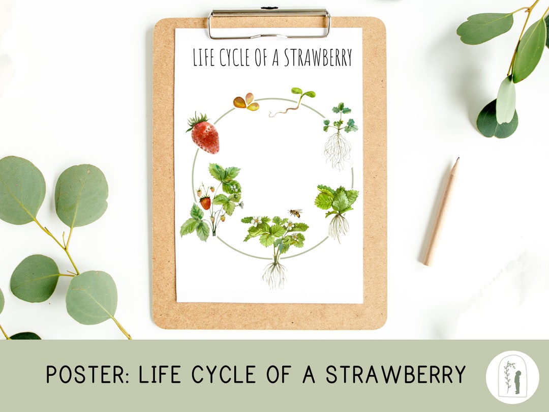 Life Cycle of a Strawberry Homeschool Printable Montessori - Etsy