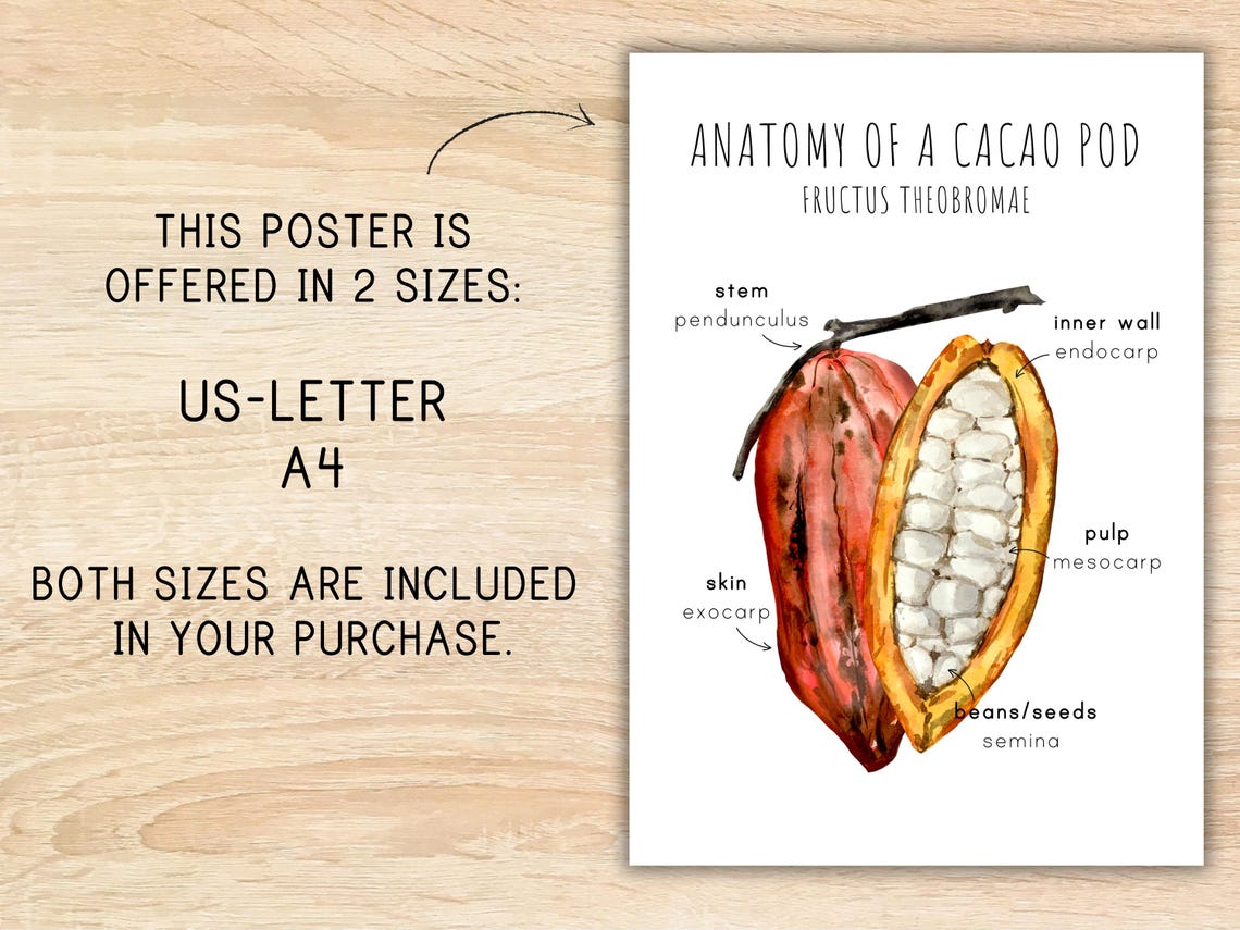 Anatomy of a Cacao Pod Homeschool Printable Montessori Resource Anatomy ...