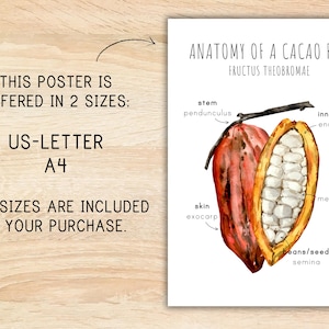 Anatomy of a Cacao Pod Homeschool Printable Montessori Resource Anatomy ...