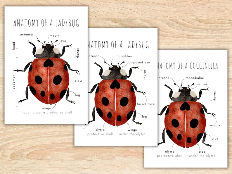 Anatomy of a Ladybug Homeschool Printable Montessori Resource Anatomy ...