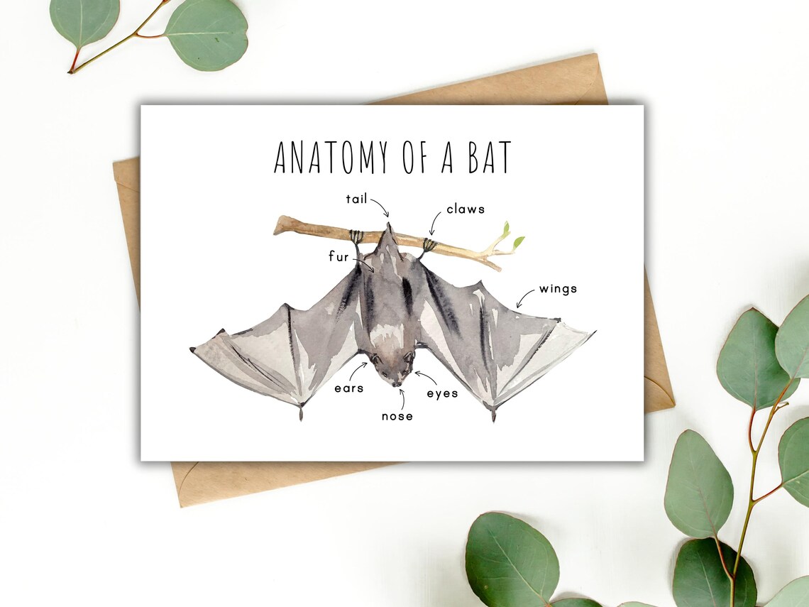 Bat Anatomy of a Bat Homeschool Printable Montessori Resource Anatomy ...