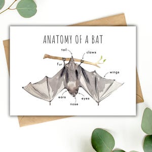 Bat Anatomy of a Bat Homeschool Printable Montessori Resource Anatomy ...
