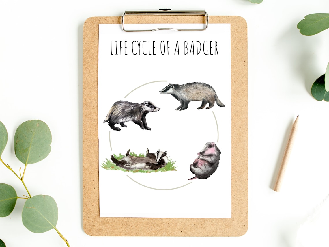 Life Cycle of a Badger Homeschool Printable Montessori Resource Life ...