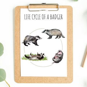 Life Cycle of a Badger Homeschool Printable Montessori Resource Life ...