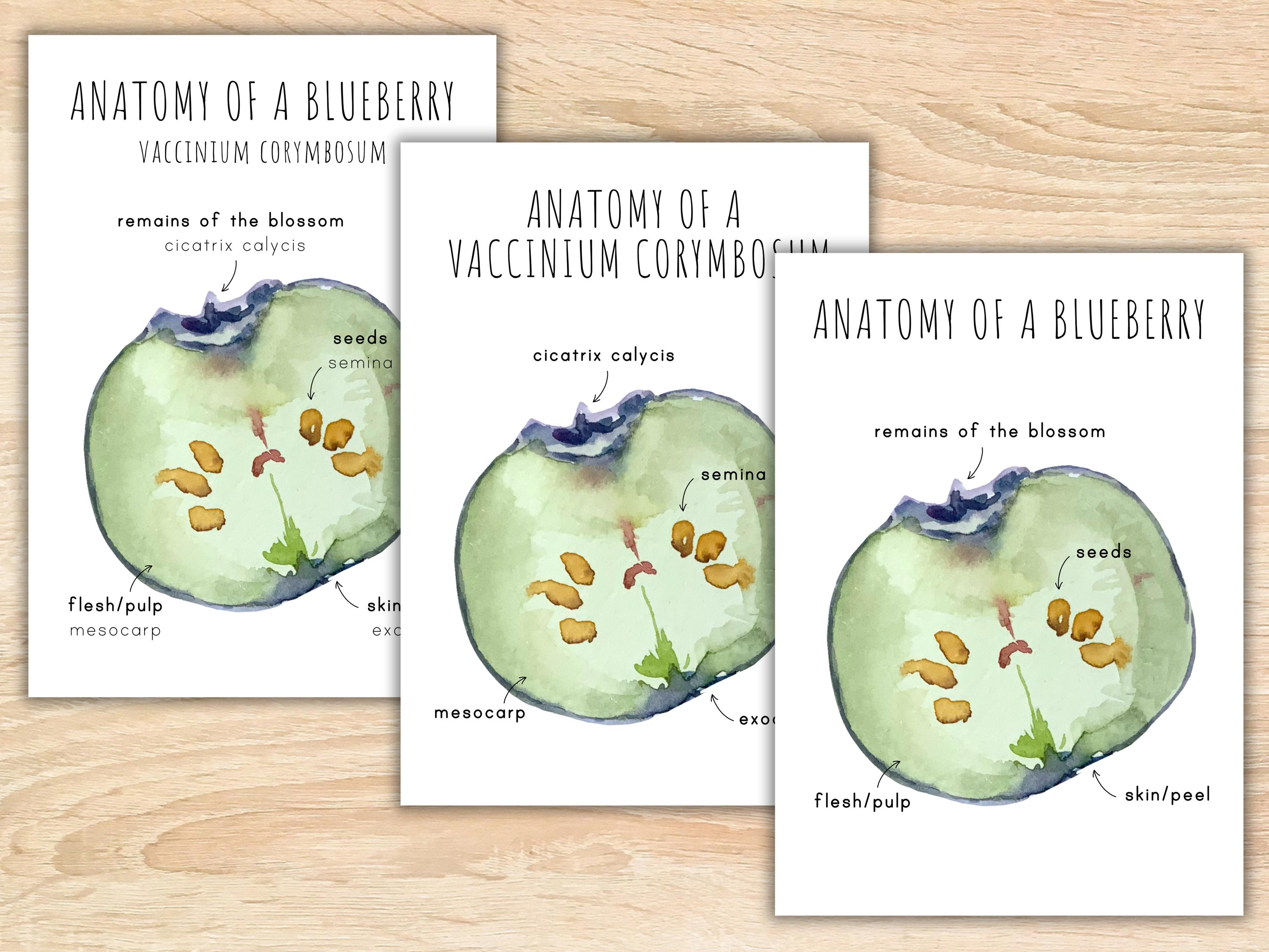 Anatomy of a Blueberry Homeschool Printable Montessori Resource Anatomy ...