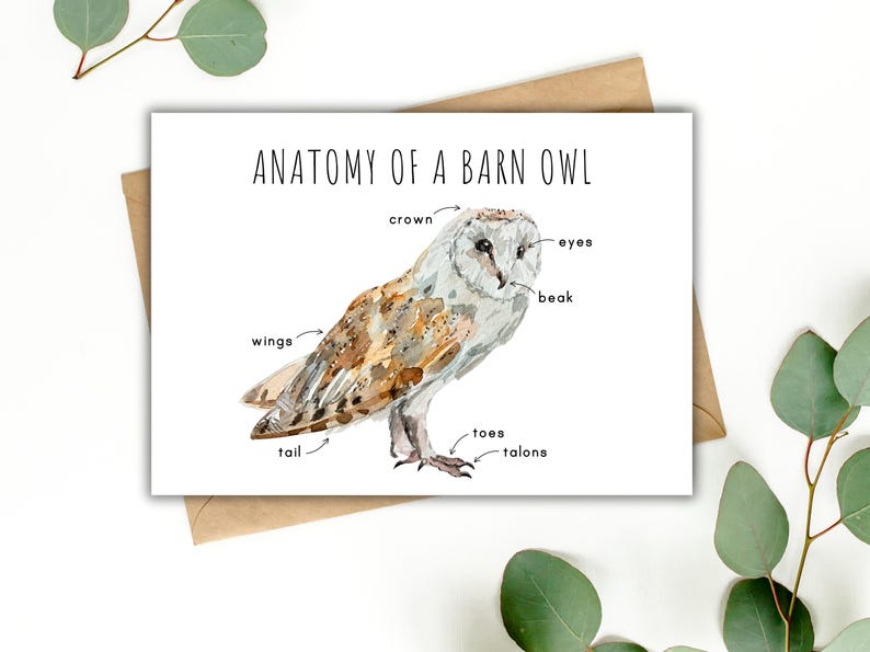 Owl Anatomy of an Owl Homeschool Printable Montessori Resource Anatomy ...