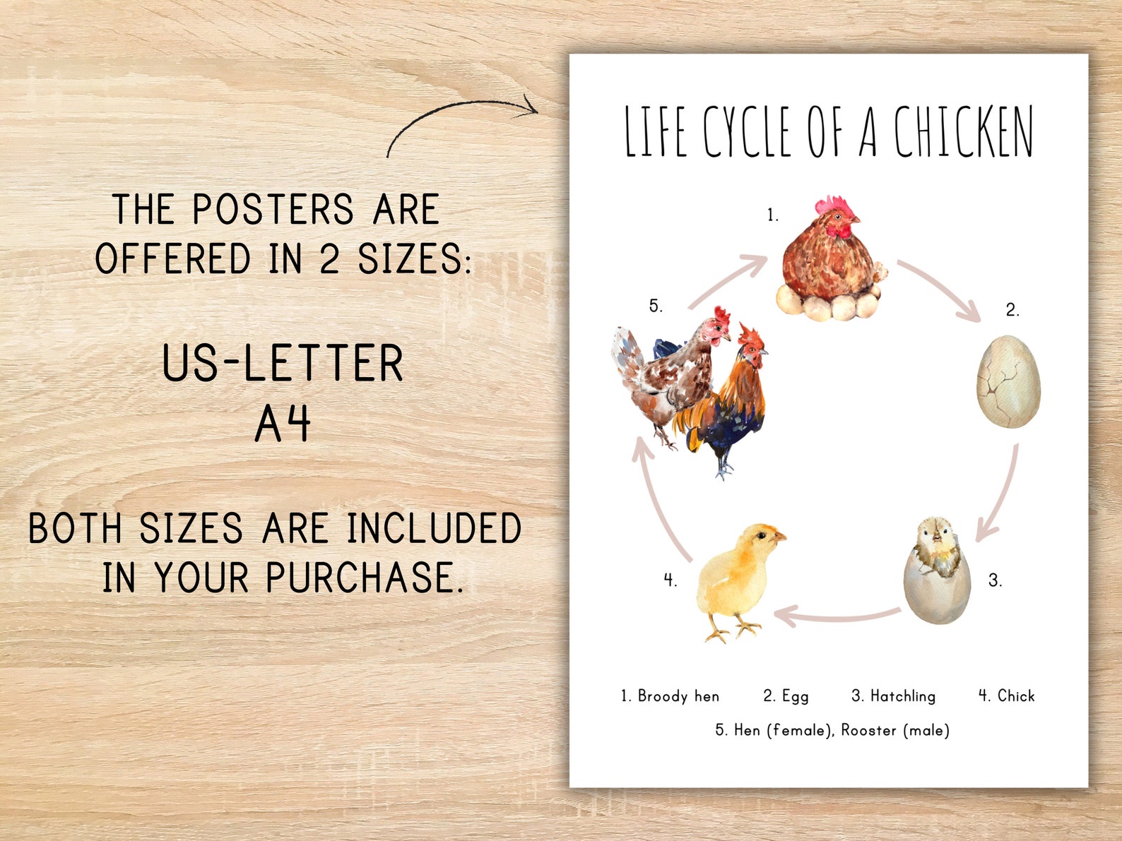 Chicken Life Cycle of a Chicken Homeschool Printable Montessori ...