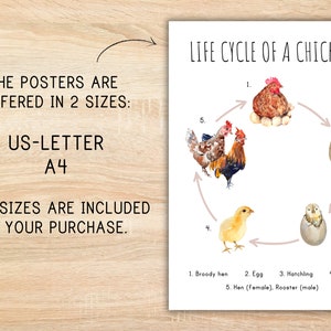 Chicken Life Cycle of a Chicken Homeschool Printable Montessori ...
