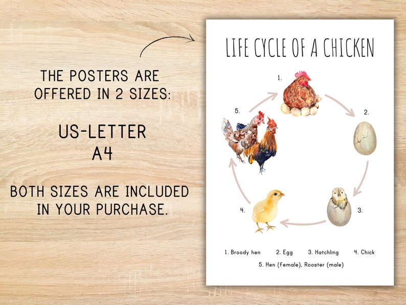 Chicken Life Cycle of a Chicken Homeschool Printable Montessori ...