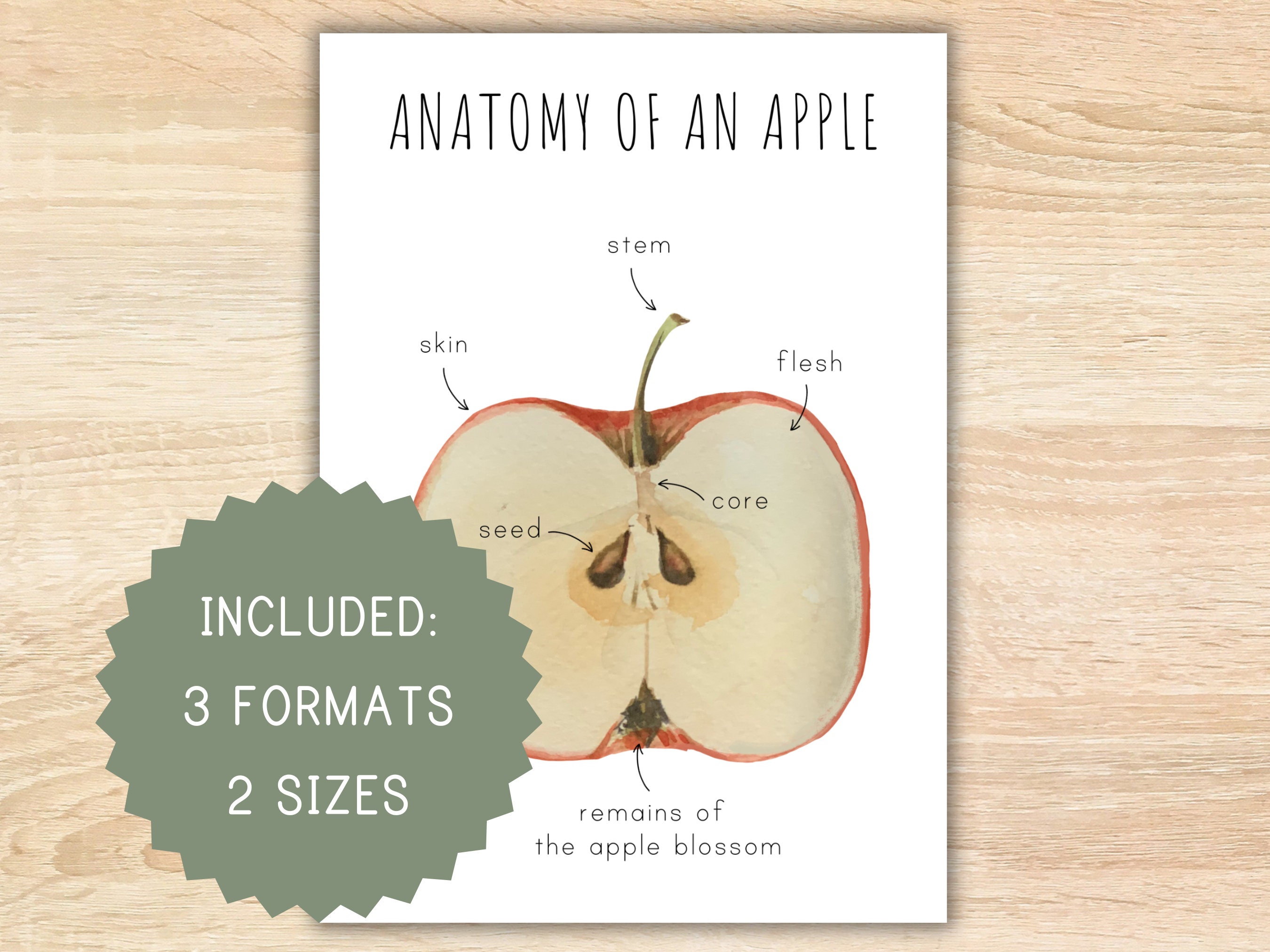 Anatomy of a Red Apple Homeschool Printable Montessori Resource Anatomy ...