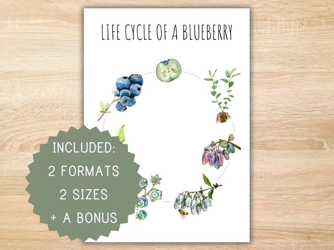 Life Cycle of a Blueberry Homeschool Printable Montessori Resource Life ...