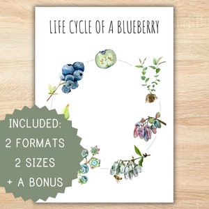 Life Cycle of a Blueberry Homeschool Printable Montessori Resource Life ...