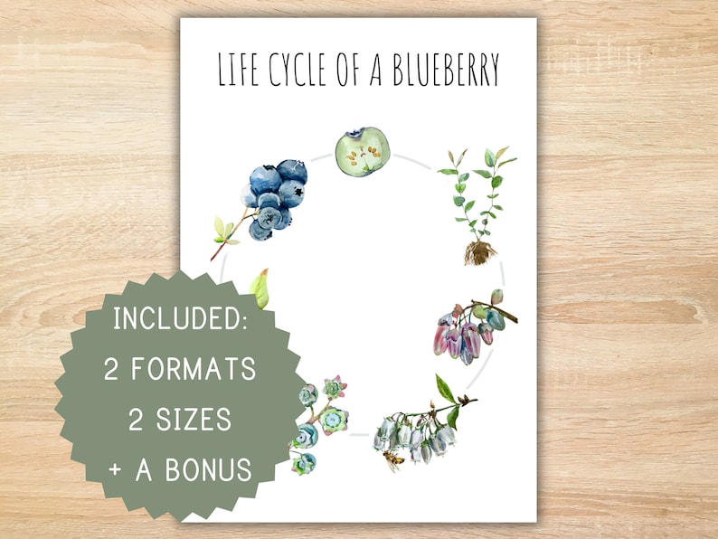 Life Cycle of a Blueberry Homeschool Printable Montessori Resource Life ...
