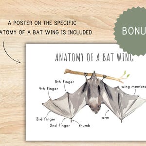 Bat Anatomy of a Bat Homeschool Printable Montessori Resource Anatomy ...