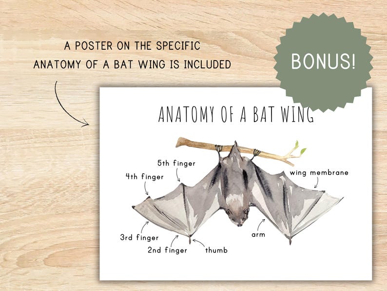 Bat Anatomy of a Bat Homeschool Printable Montessori Resource Anatomy ...
