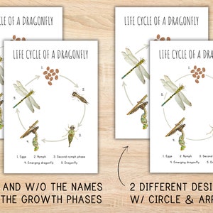 Life Cycle of a Dragonfly Homeschool Printable Montessori Resource Life ...