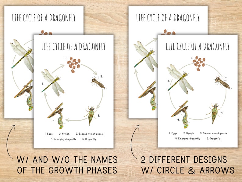 Life Cycle of a Dragonfly Homeschool Printable Montessori Resource Life ...