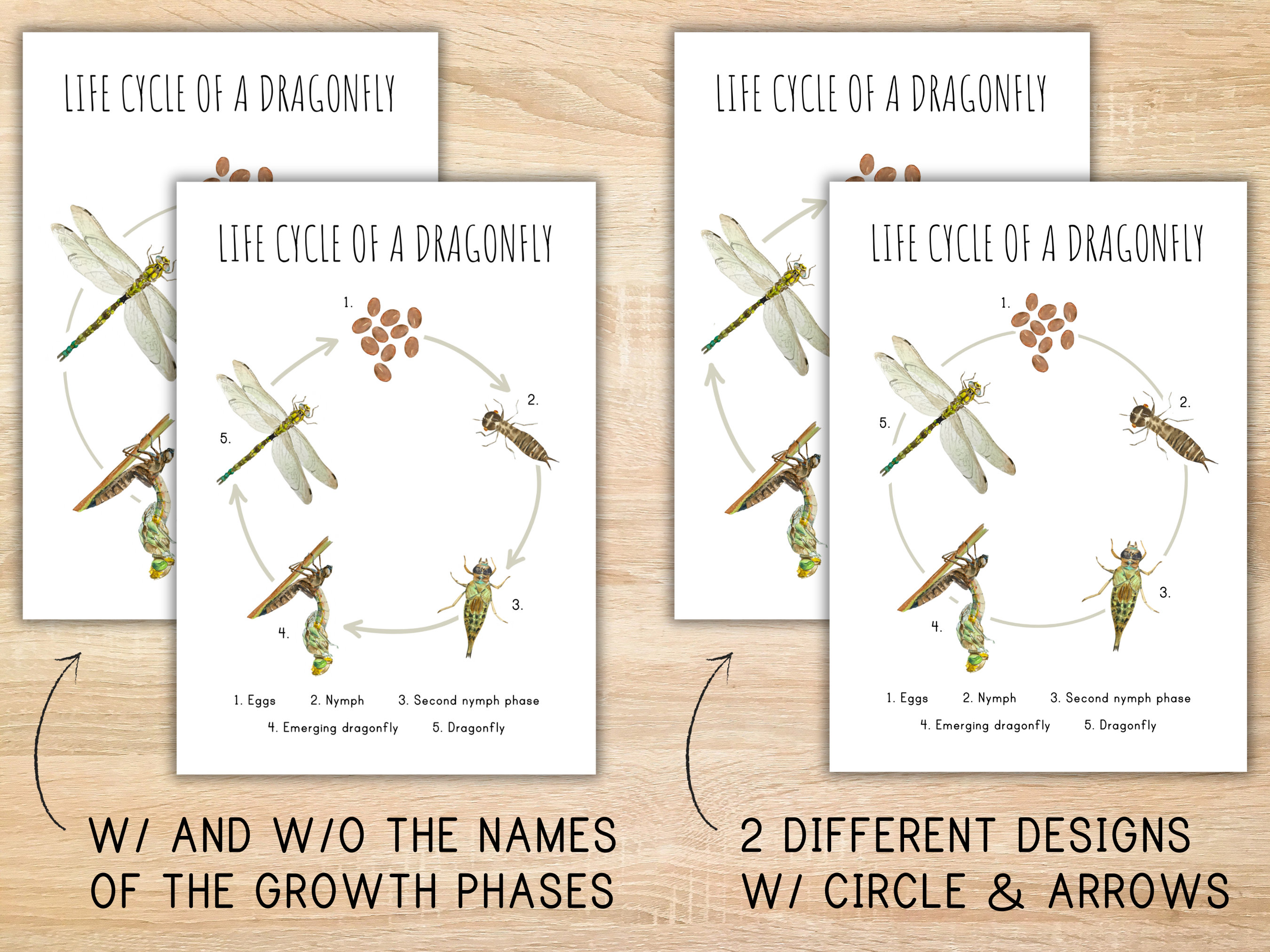 Life Cycle of a Dragonfly Homeschool Printable Montessori Resource Life ...