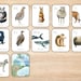 Animal Alphabet Flashcards Montessori Alphabet Resource Animal ABC ...