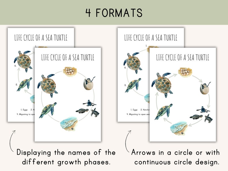 Life Cycle of a Sea Turtle Homeschool Learning Resource - Etsy