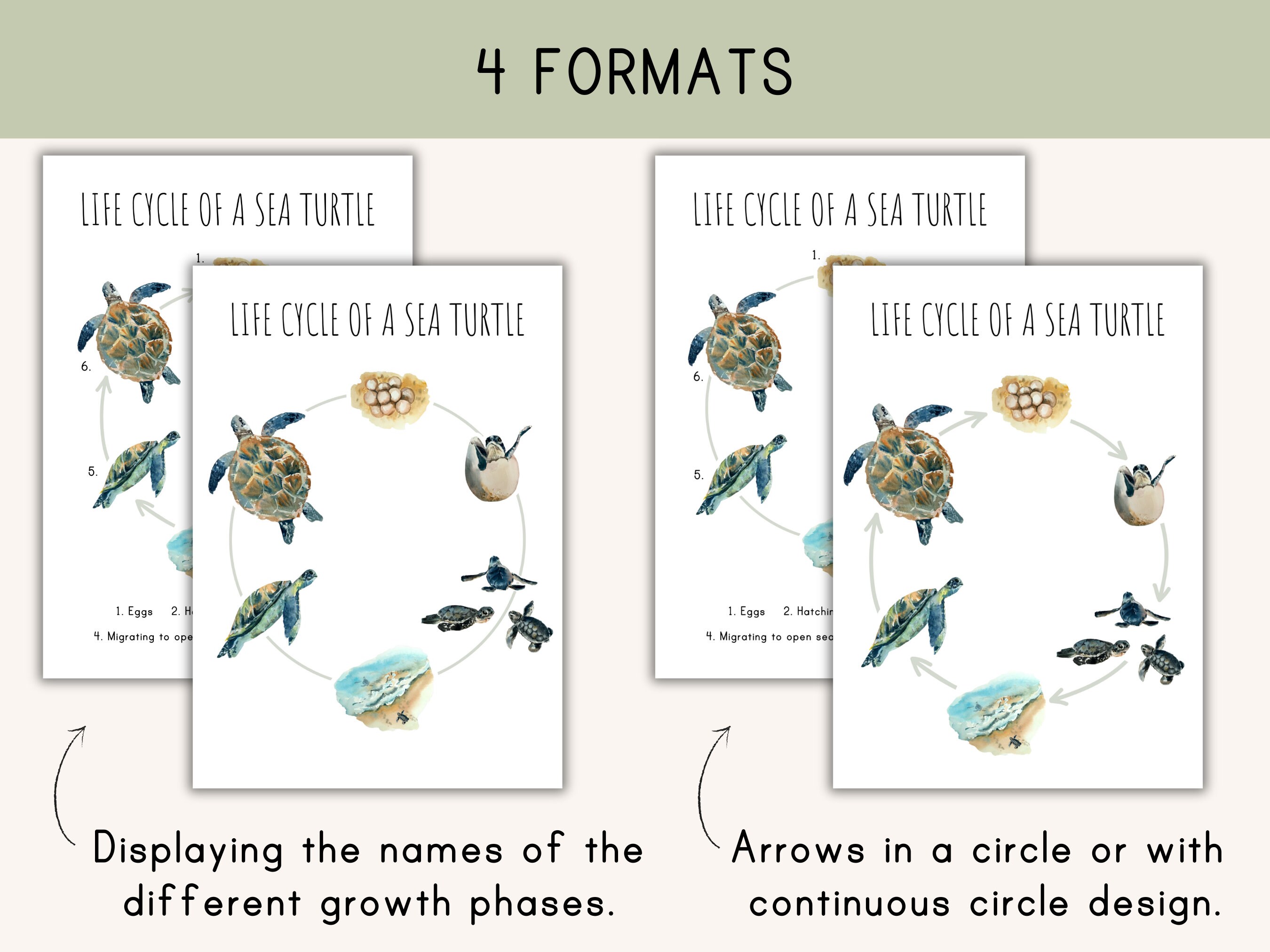 Life Cycle of a Sea Turtle Homeschool Learning Resource - Etsy