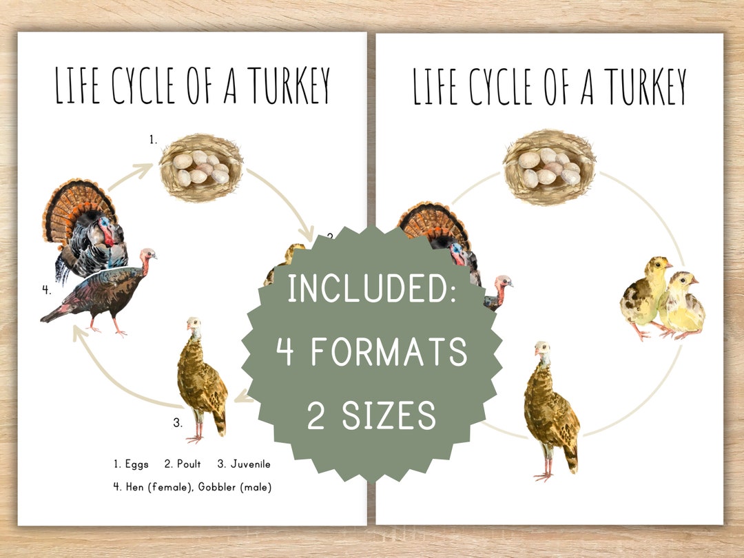 Ciclo de vida de un pavo educación en casa imprimible - Etsy México
