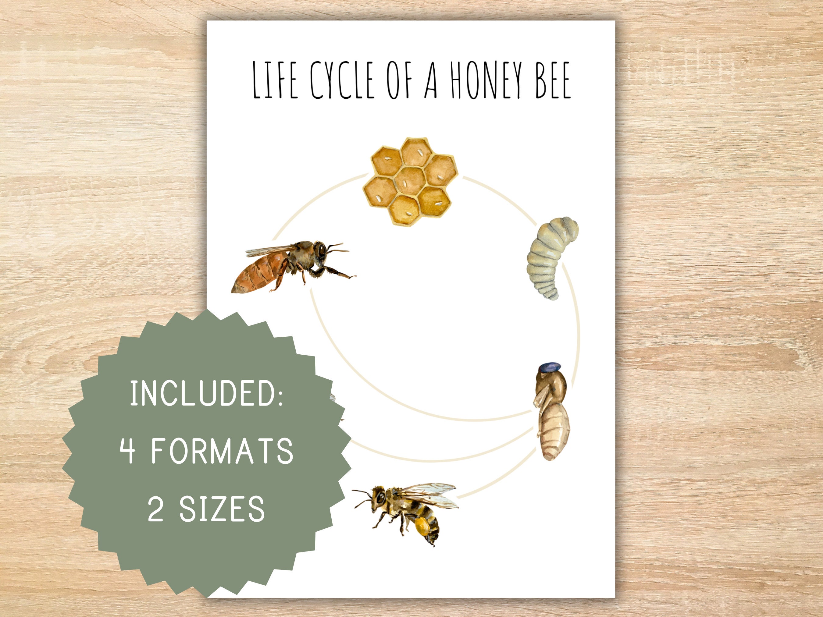 Life Cycle of a Bee Homeschool Printable Montessori Resource Life Cycle ...