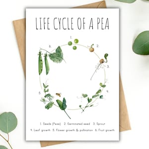 Life Cycle of a Pea Homeschool Printable Montessori Resource Life Cycle ...