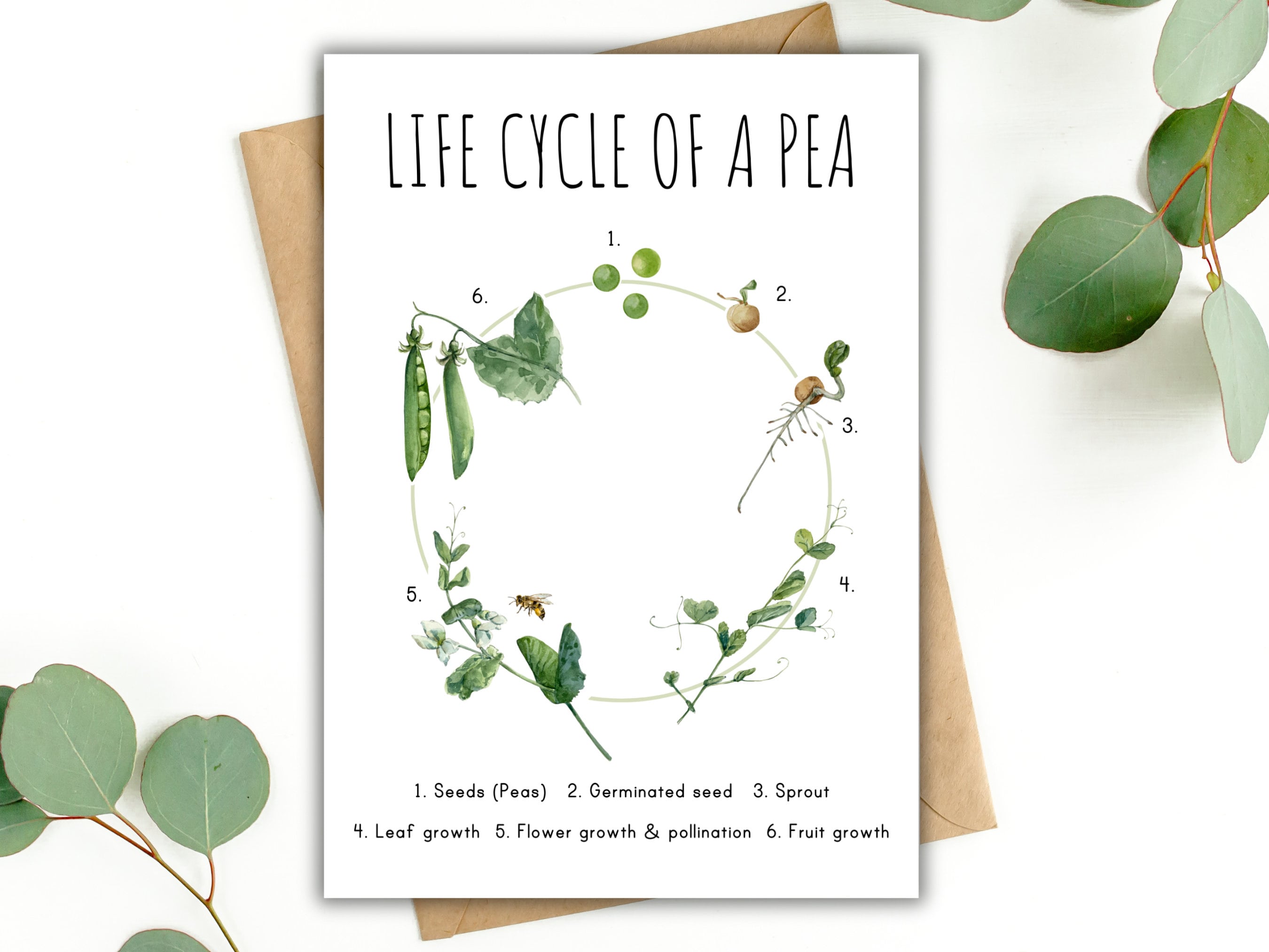 Life Cycle of a Pea Homeschool Printable Montessori Resource Life Cycle ...