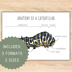 Anatomy of a Caterpillar Homeschool Printable Montessori Resource ...