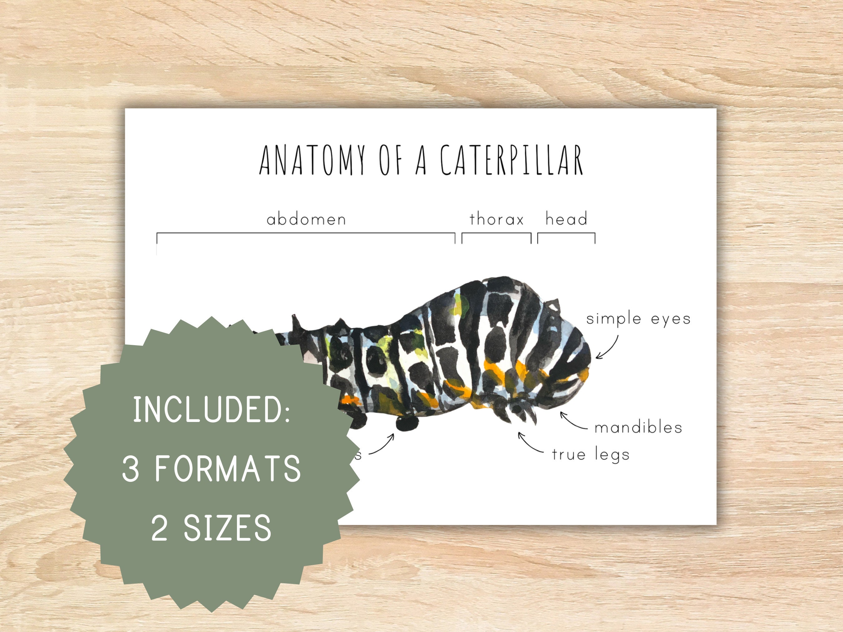 Anatomy of a Caterpillar Homeschool Printable Montessori Resource ...