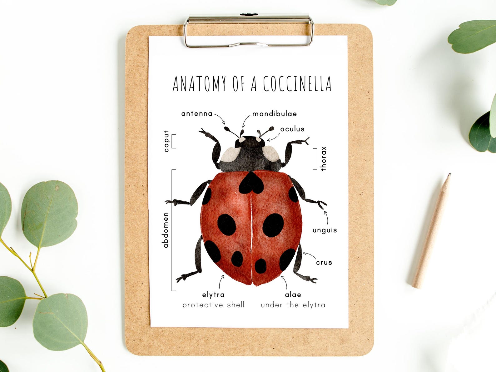 Anatomy of a Ladybug Homeschool Printable Montessori Resource Anatomy ...