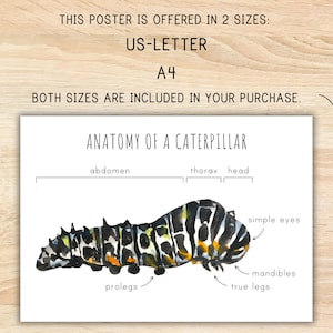 Anatomy of a Caterpillar Homeschool Printable Montessori Resource ...