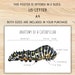 Anatomy of a Caterpillar Homeschool Printable Montessori Resource ...