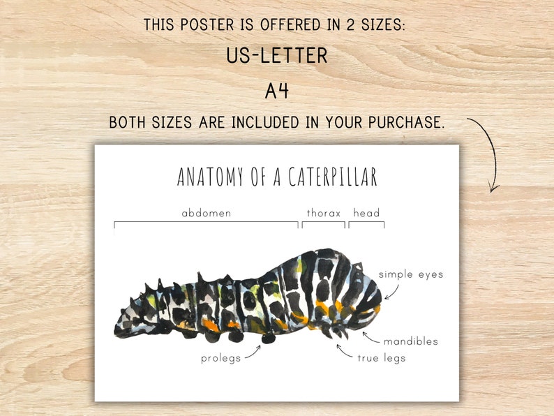 Anatomy of a Caterpillar Homeschool Printable Montessori Resource ...