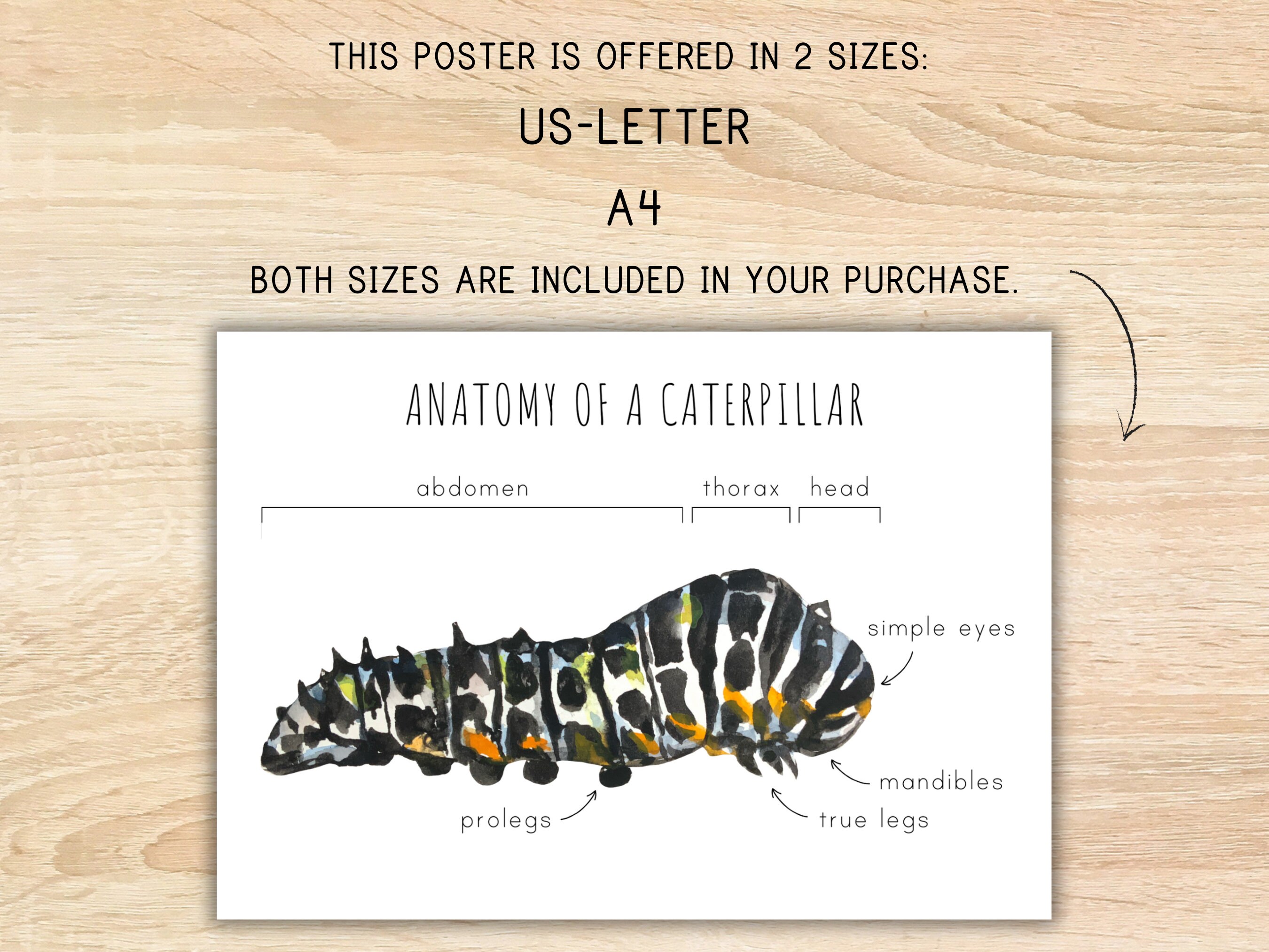 Anatomy of a Caterpillar Homeschool Printable Montessori Resource ...