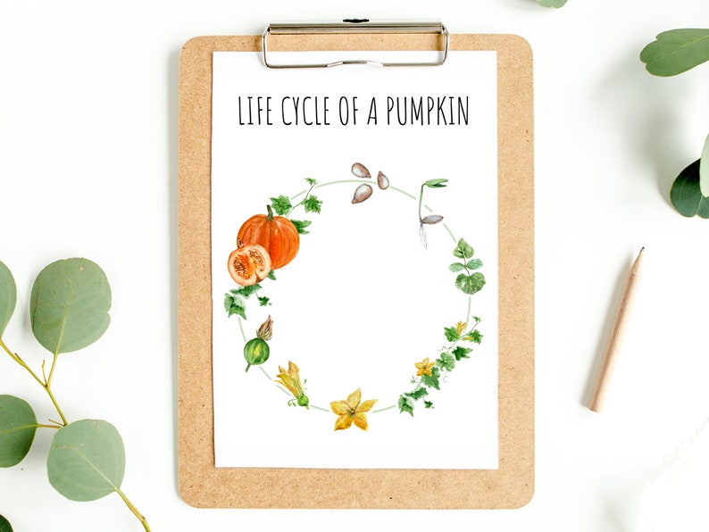 Life Cycle of a Pumpkin Homeschool Printable Montessori Resource Life ...
