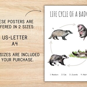 Life Cycle of a Badger Homeschool Printable Montessori Resource Life ...