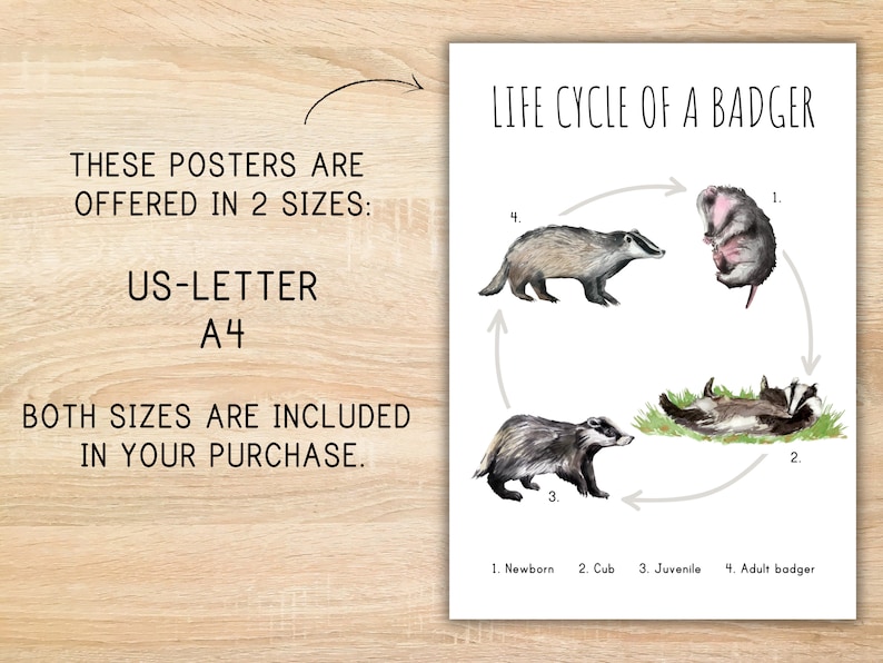 Life Cycle of a Badger Homeschool Printable Montessori Resource Life ...