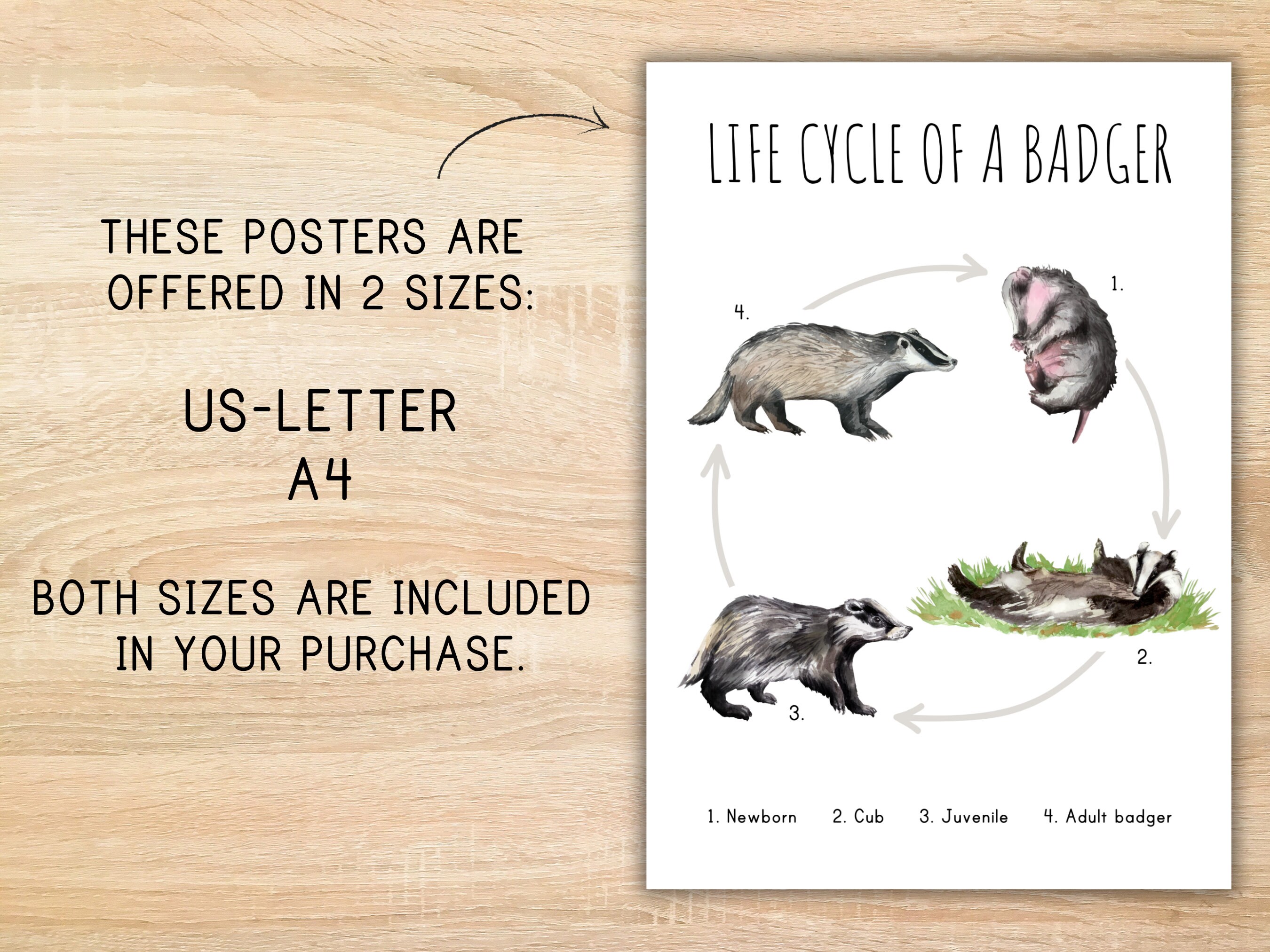 Life Cycle of a Badger Homeschool Printable Montessori Resource Life ...