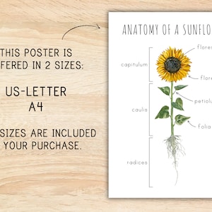 Anatomy of a Sunflower Homeschool Printable Montessori Resource Anatomy ...