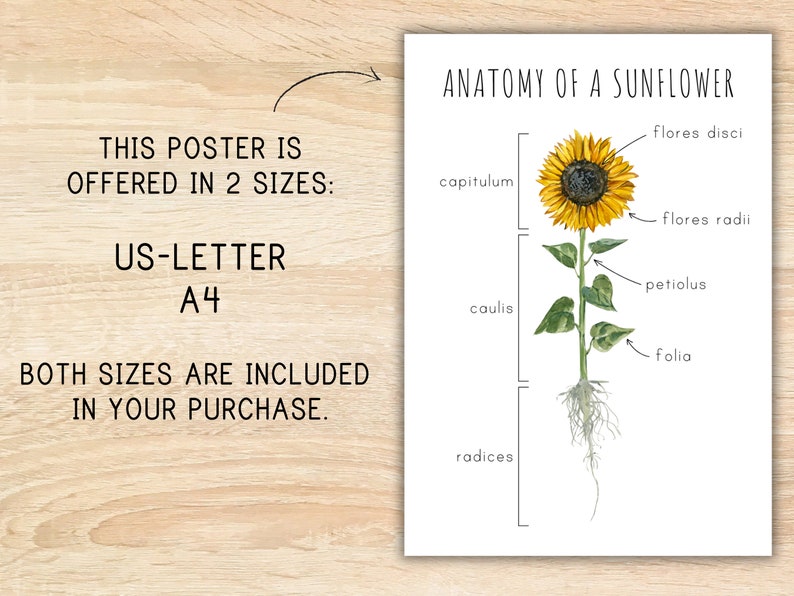 Anatomy of a Sunflower Homeschool Printable Montessori Resource Anatomy ...