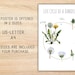 Life Cycle of a Dandelion Homeschool Printable Montessori Resource Life ...