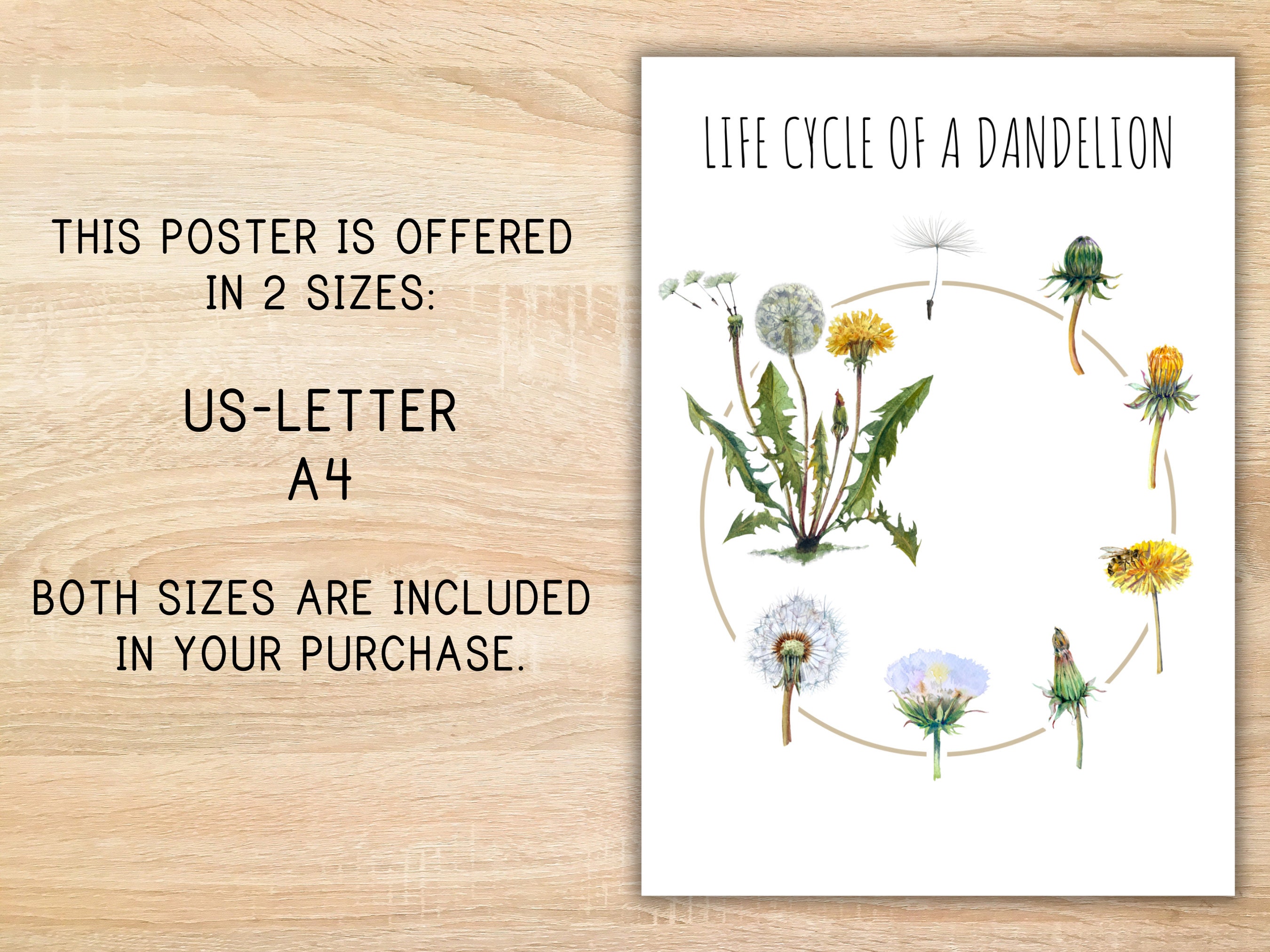 Life Cycle of a Dandelion Homeschool Printable Montessori Resource Life ...