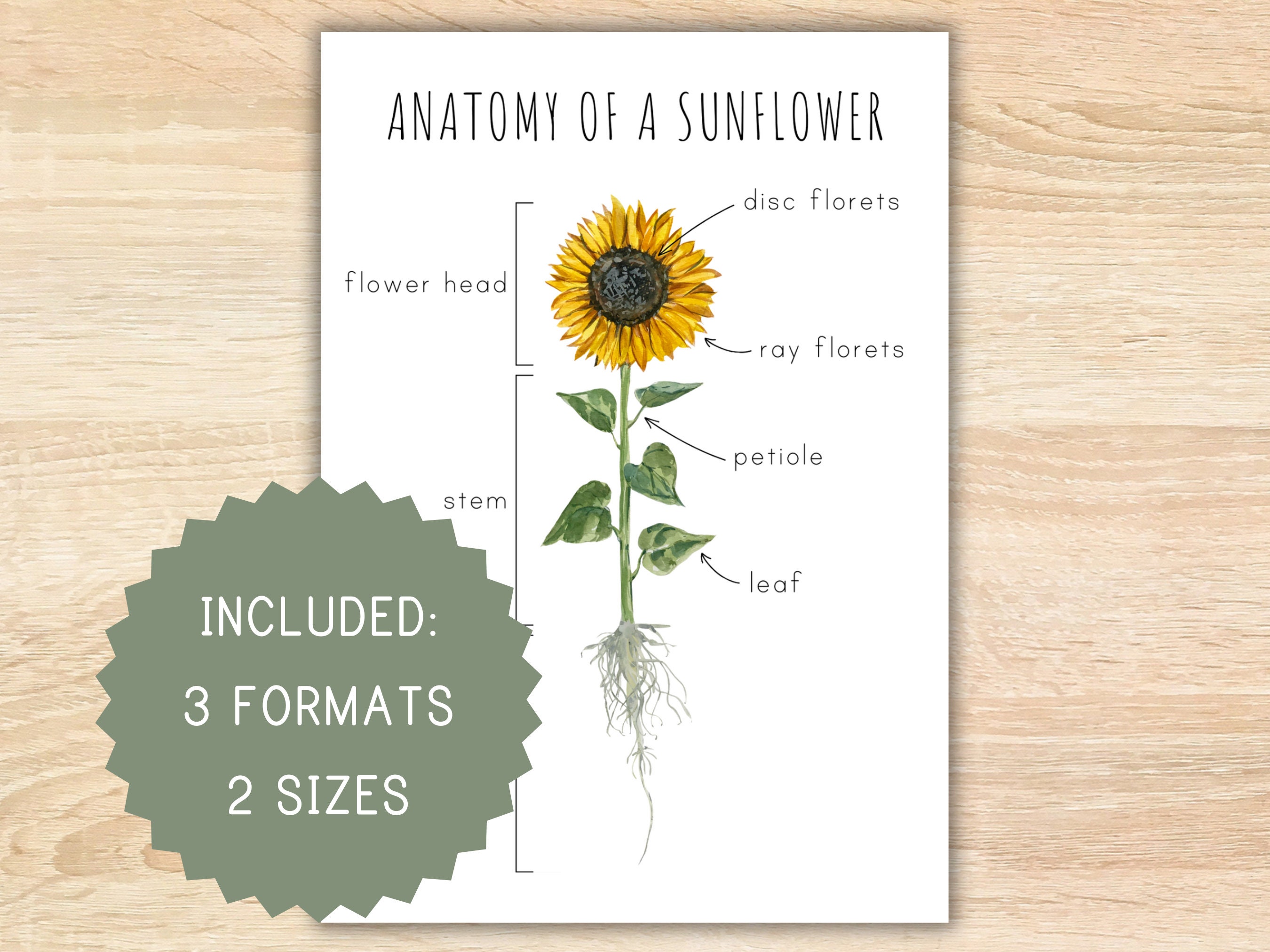 Anatomy of a Sunflower Homeschool Printable Montessori Resource Anatomy ...