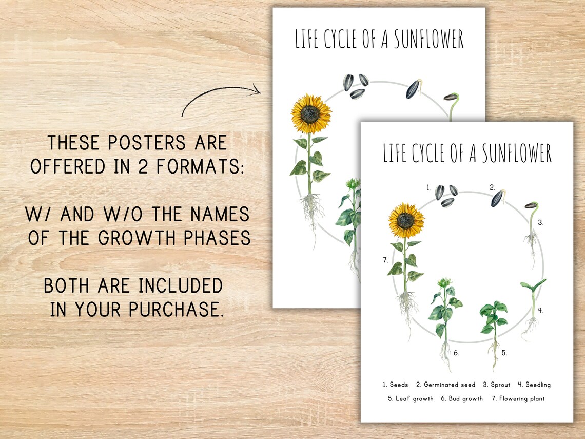 Life Cycle of a Sunflower, Homeschool Printable, Montessori Resource ...