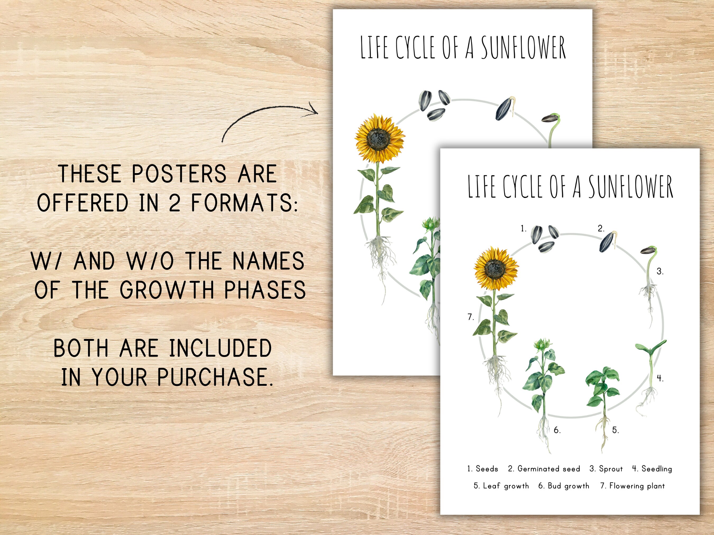 Life Cycle of a Sunflower, Homeschool Printable, Montessori Resource ...