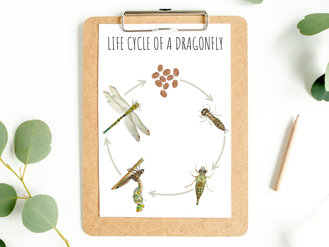 Life Cycle of a Dragonfly Homeschool Printable Montessori Resource Life ...
