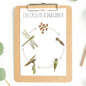 Life Cycle of a Dragonfly Homeschool Printable Montessori Resource Life ...
