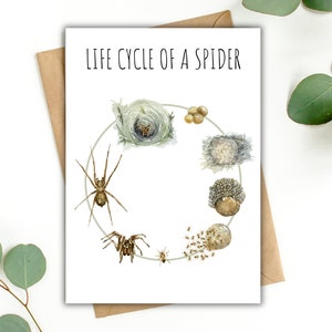 Life Cycle of a Spider Homeschool Printable Montessori Resource Life ...